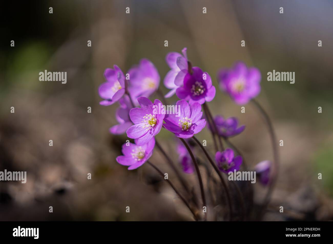 Pink hepatica liverleaf, liverwort, kidneywort, pennywort (Hepatica ...