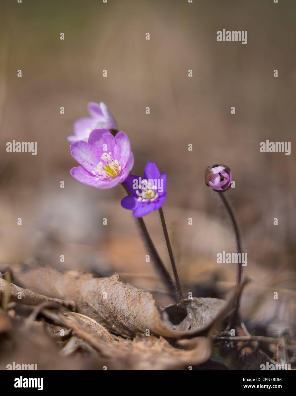 Pink hepatica liverleaf, liverwort, kidneywort, pennywort (Hepatica ...