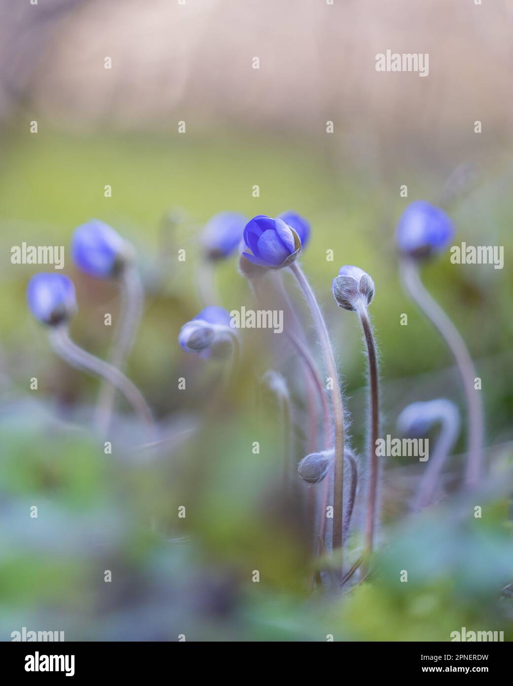 Blue hepatica liverleaf, liverwort, kidneywort, pennywort (Hepatica ...