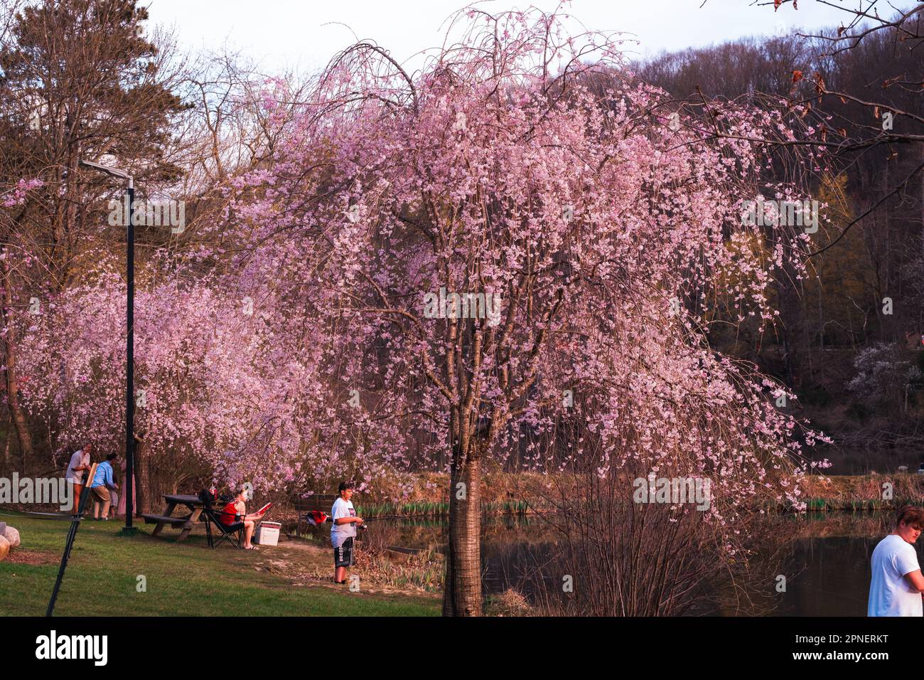 Cherry blossom flowers in DC Stock Photo - Alamy