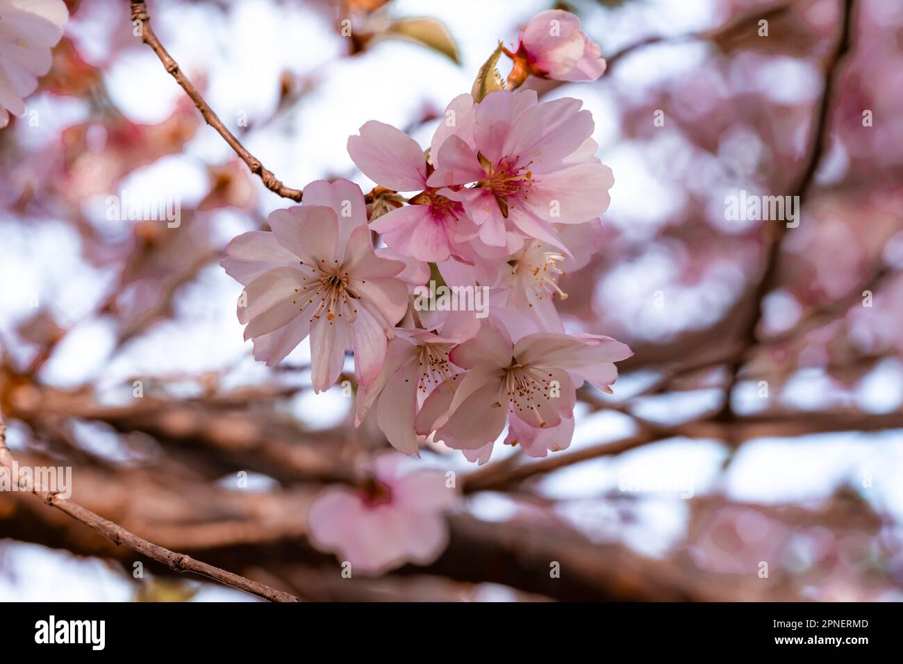 Cherry blossom flowers in DC Stock Photo - Alamy