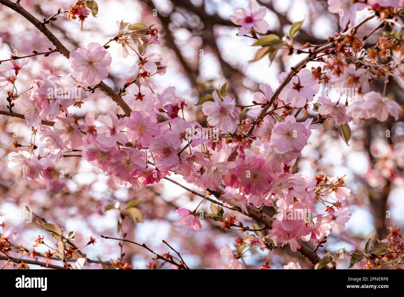 Cherry blossom flowers in DC Stock Photo - Alamy