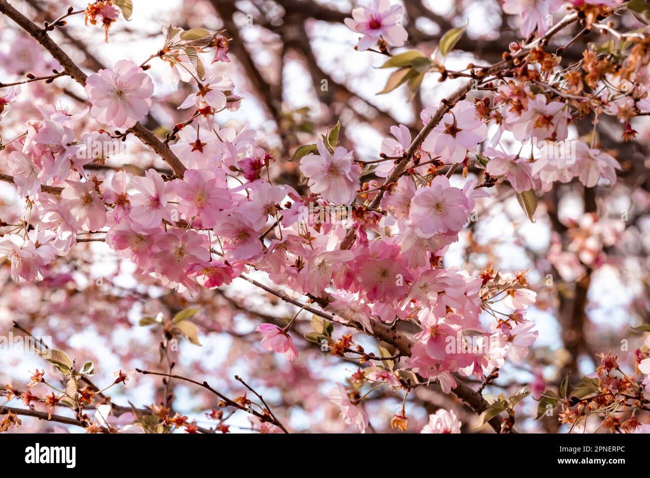 Cherry blossom flowers in DC Stock Photo - Alamy