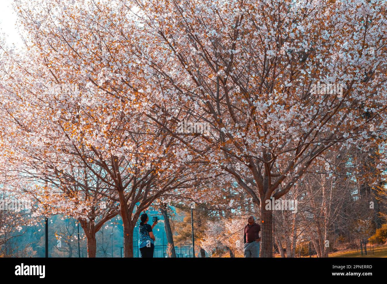 Cherry blossom flowers in DC Stock Photo - Alamy