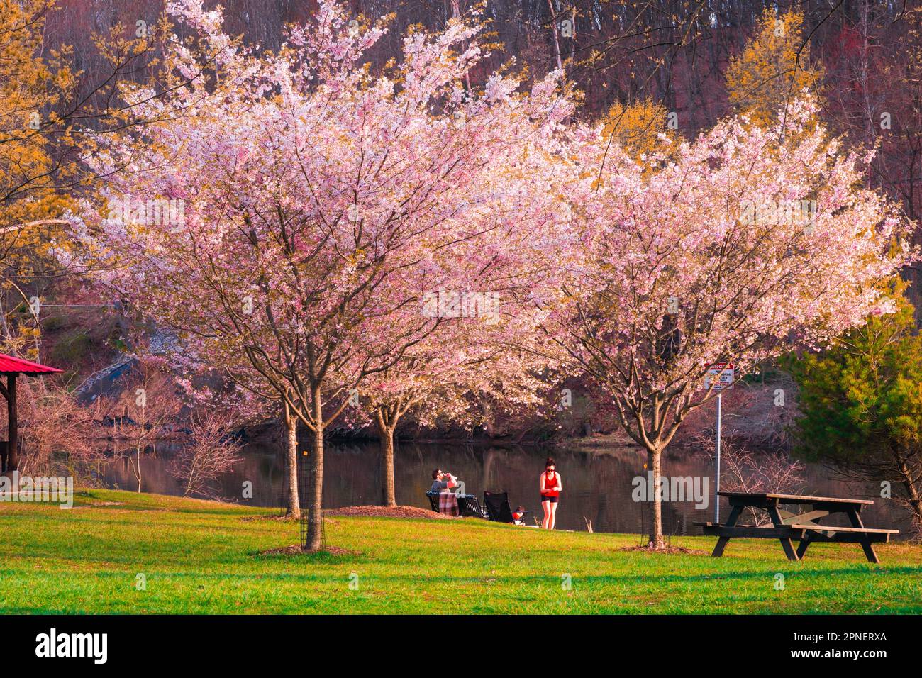Cherry blossom flowers in DC Stock Photo - Alamy