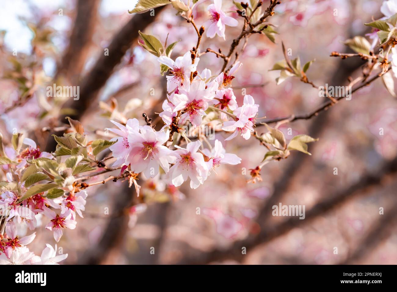 Cherry blossom flowers in DC Stock Photo - Alamy