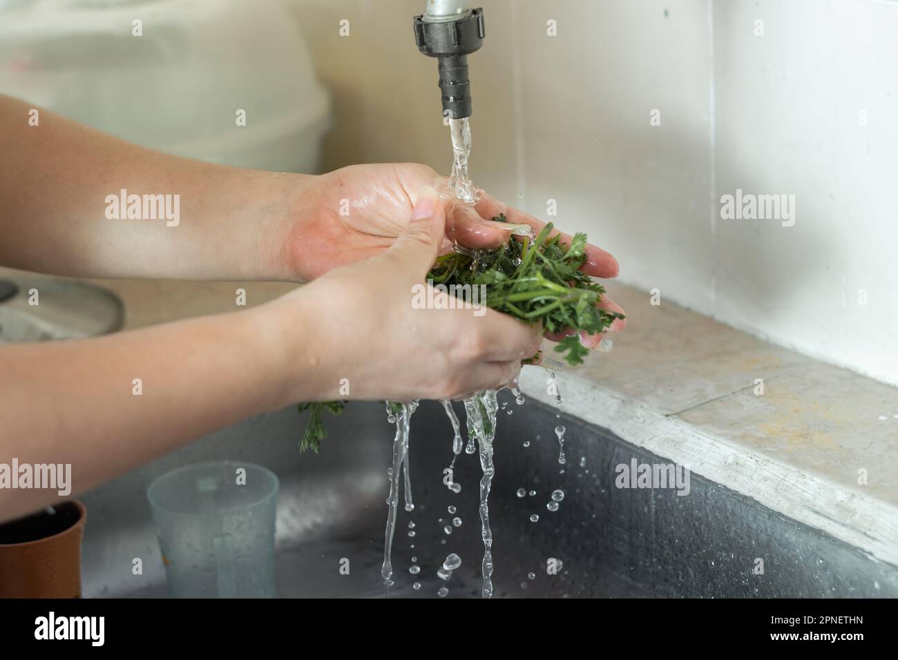Washing cilantro hi-res stock photography and images - Alamy