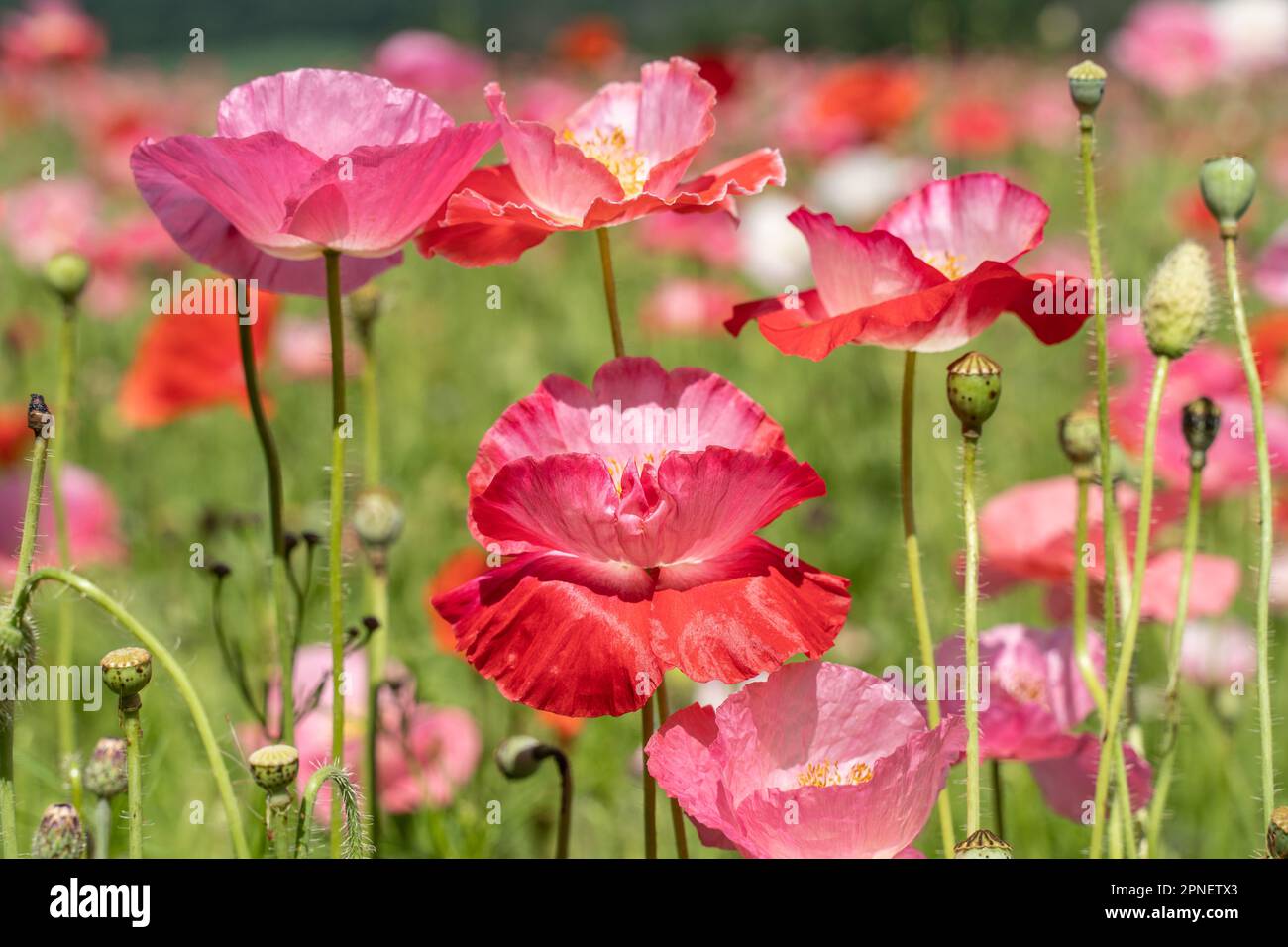 Field pink flowers poppies bees hi-res stock photography and images - Alamy