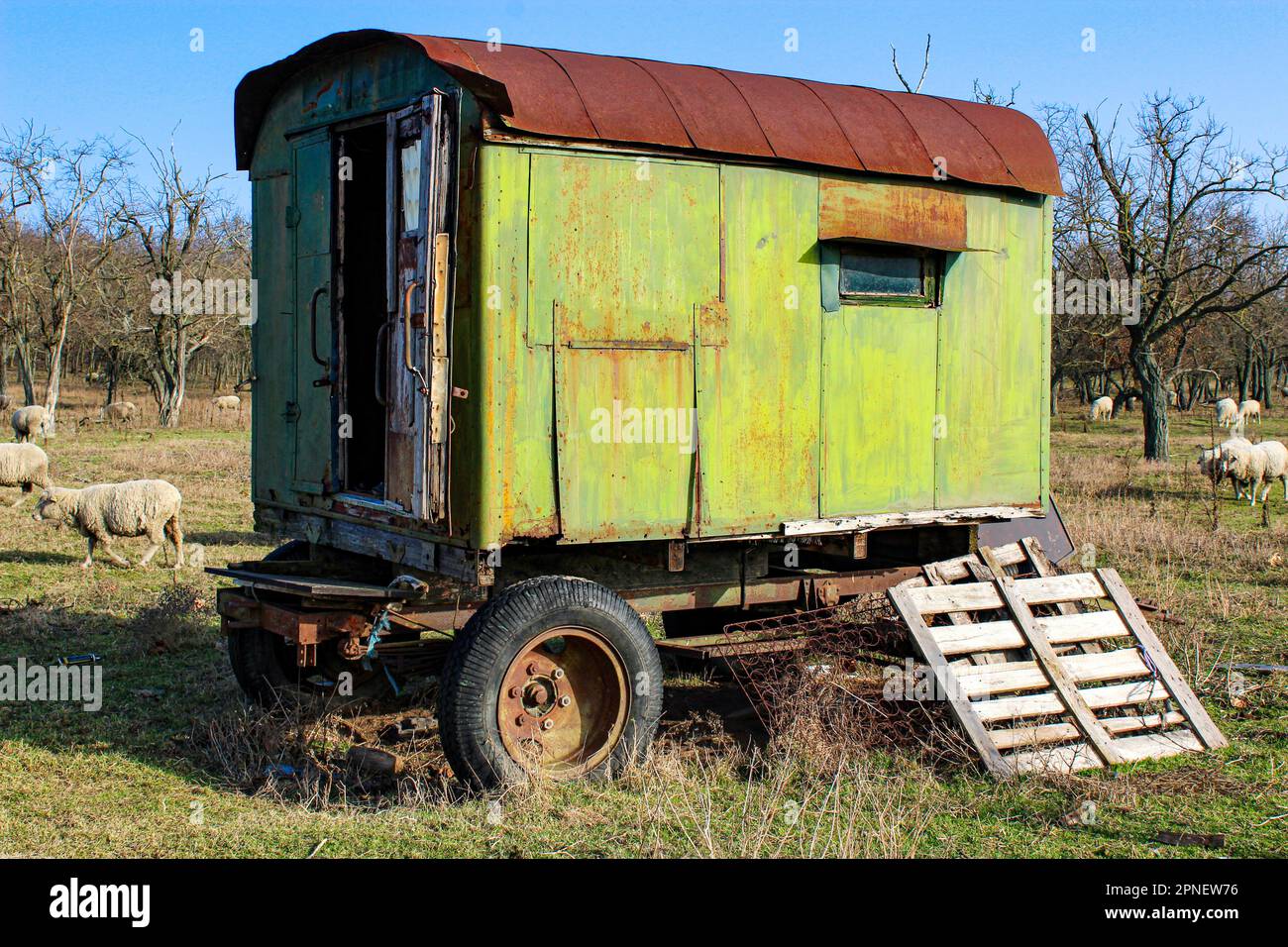 An old green-painted dilapidated rusty caravan among grazing sheep ...