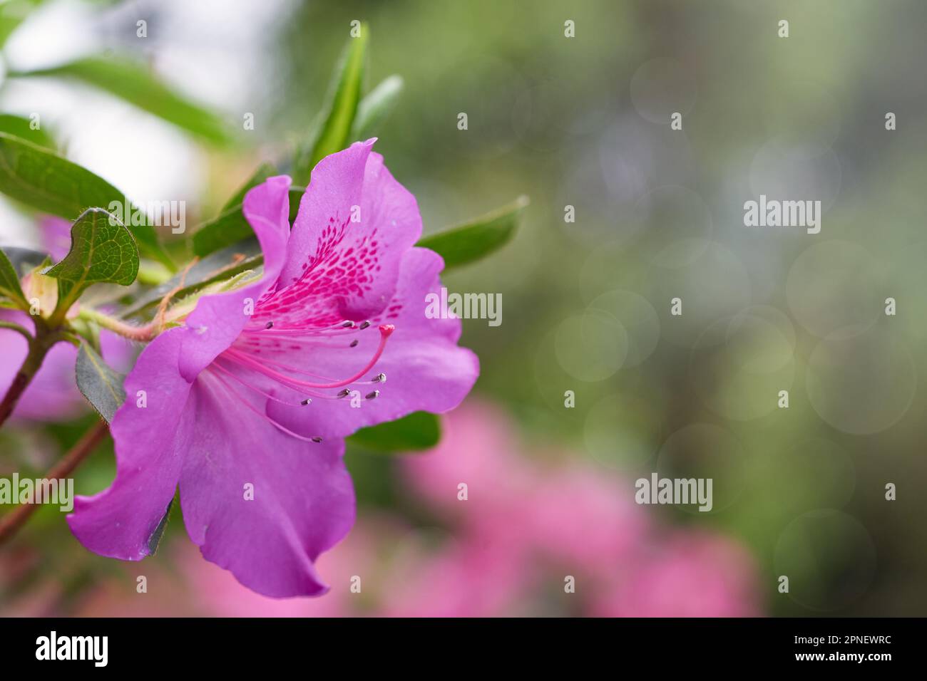 Spring azalea flowers. Art abstract natural backgrounds Stock Photo - Alamy