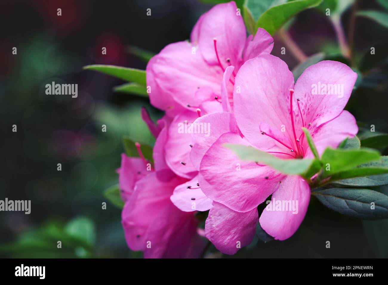 Spring azalea flowers. Art abstract natural backgrounds Stock Photo - Alamy