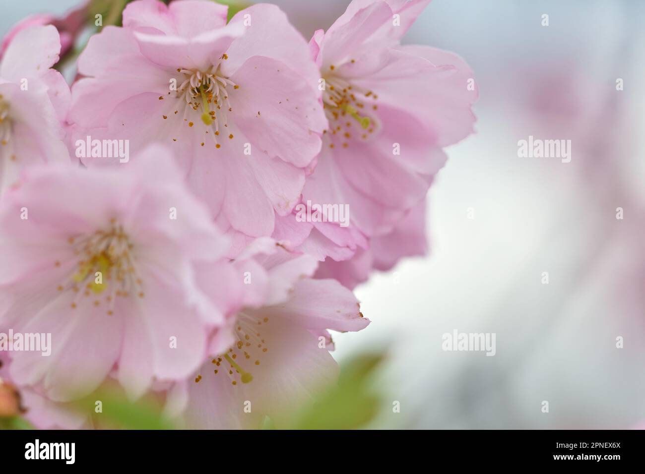 Beautiful Sakura flowers. Spring natural backgrounds Stock Photo - Alamy