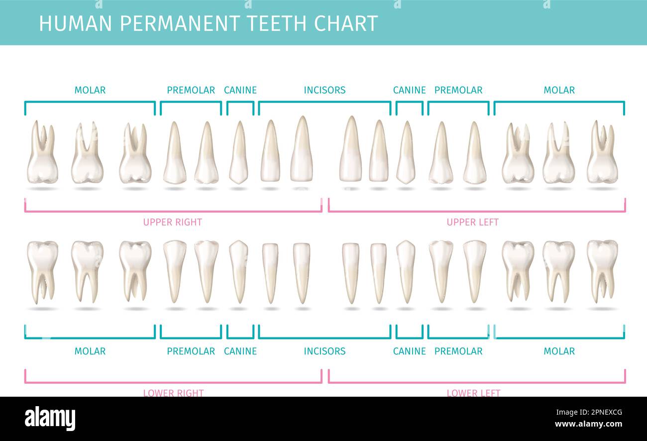 Dental anatomy chart with permanent human teeth realistic vector ...