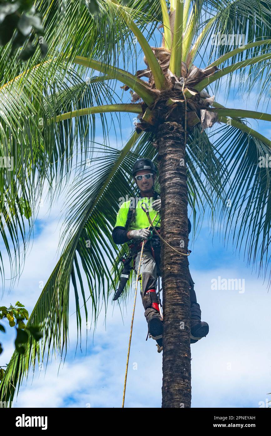 Denutting palm trees hi-res stock photography and images - Alamy