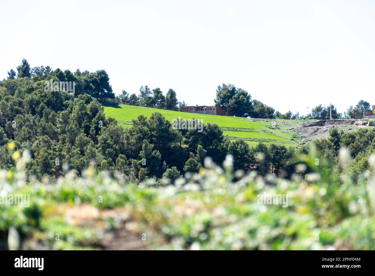 Beautiful green landscape in the springtime, Setif, Algeria Stock Photo ...