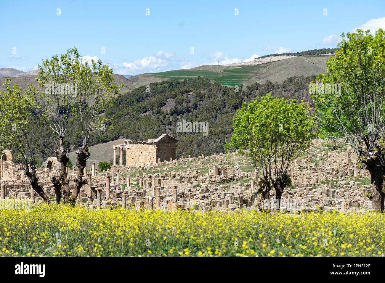 View of (Temple of Gens Septimia) in the ancient city of Cuicul-Djemila ...