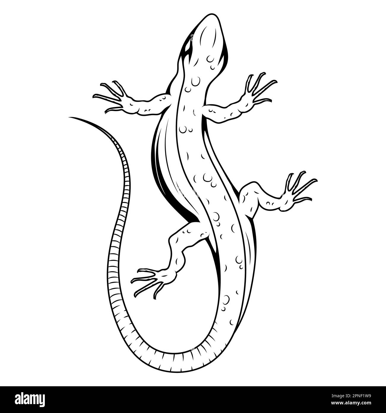 Lizard. Vector illustration of a sketch small reptile. Gecko logo Stock ...