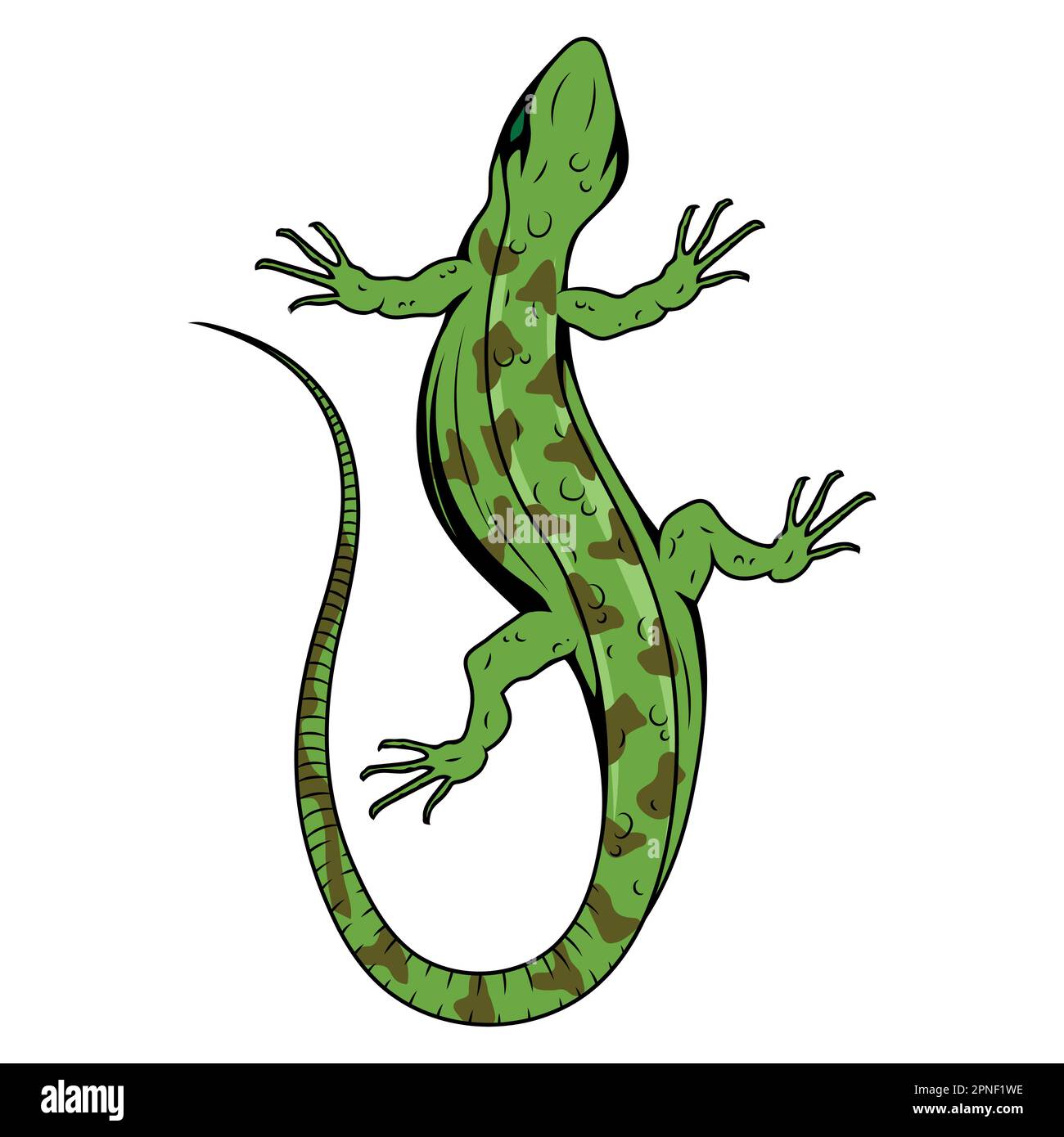 Lizard. Vector illustration of a small reptile. Gecko logo Stock Vector ...