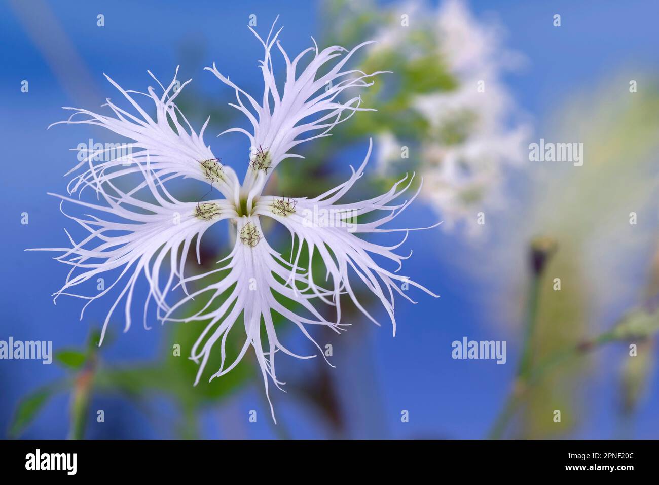 superb pink (Dianthus superbus), flower, Germany, Bavaria, Murnauer ...