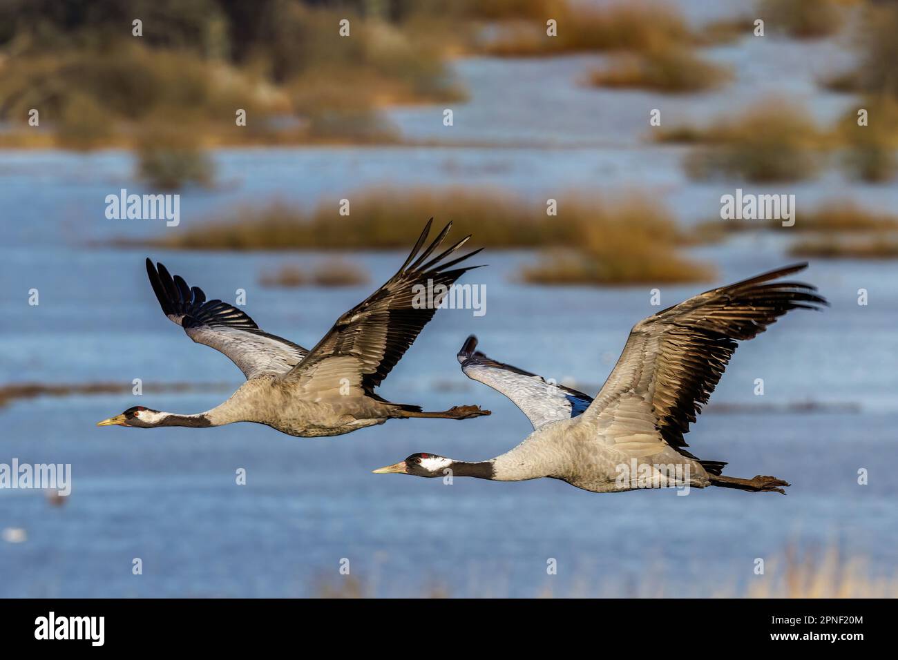 Common crane, Eurasian Crane (Grus grus), two cranes in flight, side ...