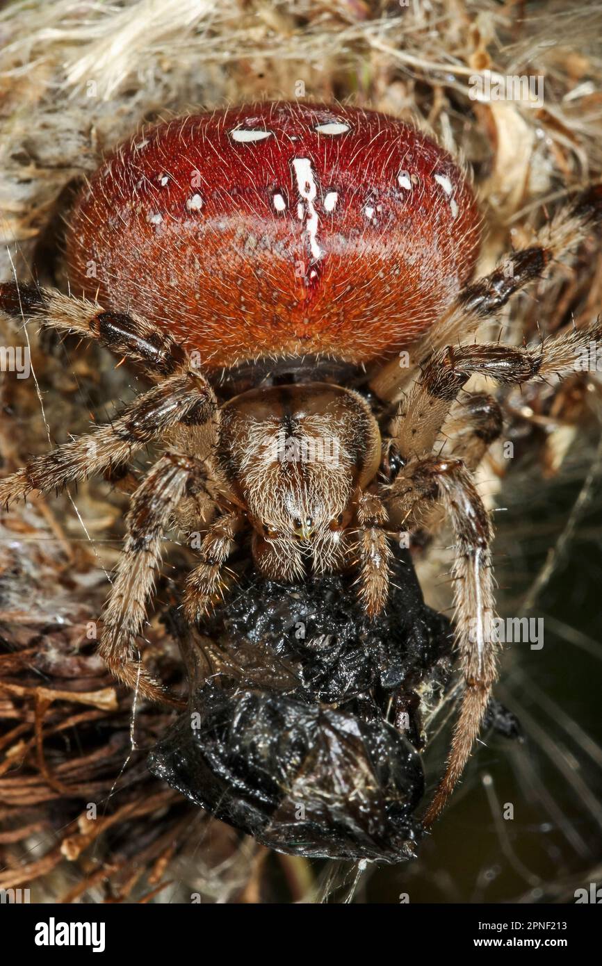 fourspotted orbweaver (Araneus quadratus), female with prey, front view ...