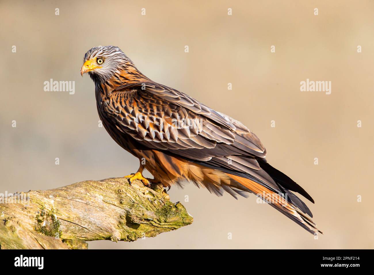 red kite (Milvus milvus), perching on deadwood, side view, Germany ...
