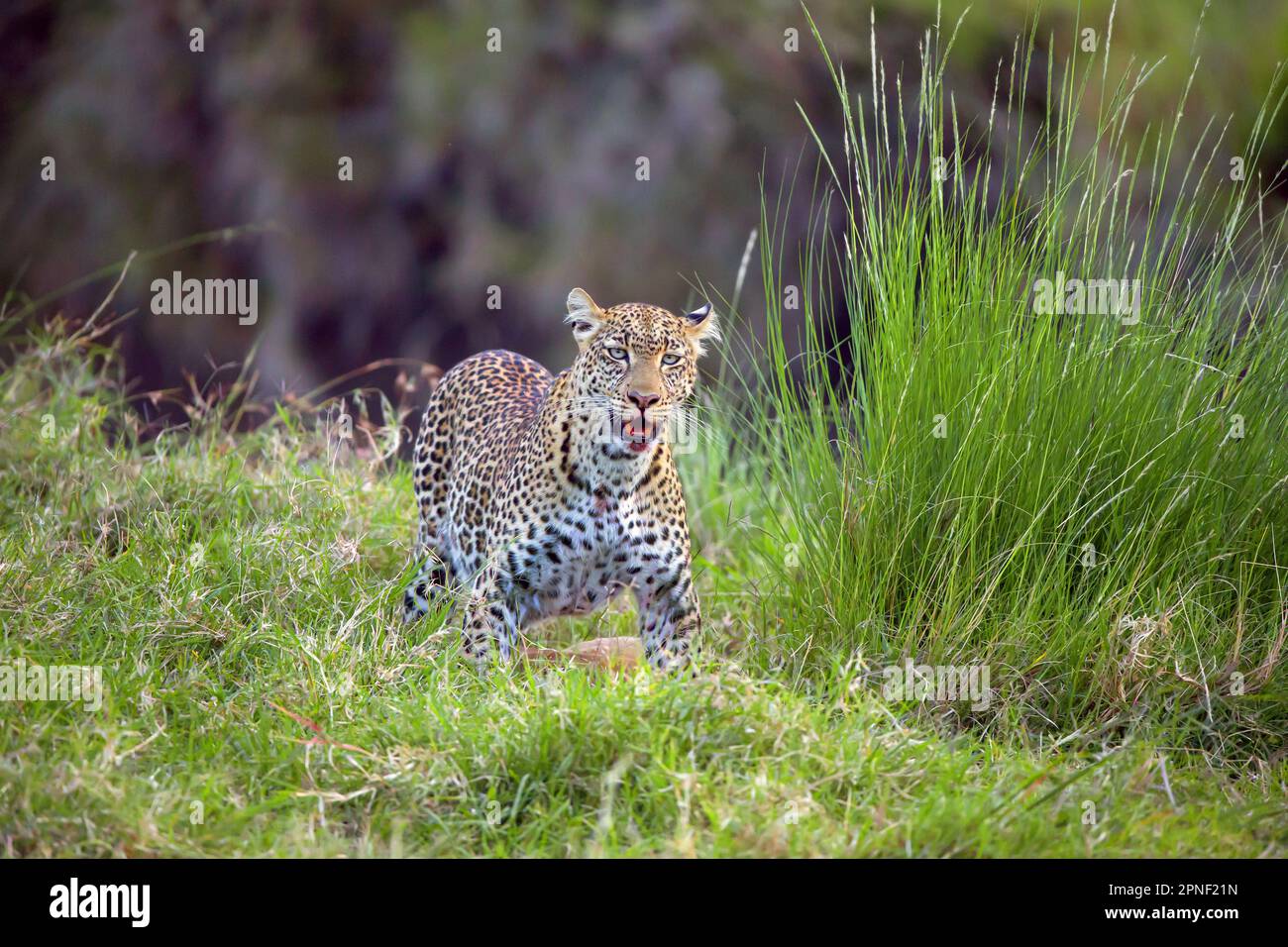 leopard (Panthera pardus), leopardess ranging through her territory, front view, Kenya, Masai ...