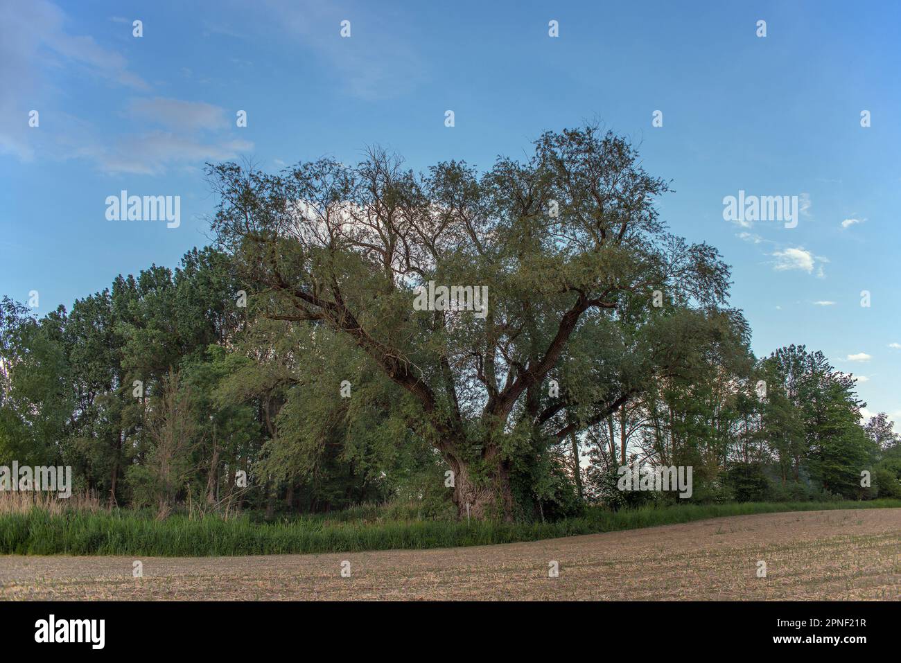 Common osier, Basket osier (Salix viminalis), old tree in Oftlfing ...