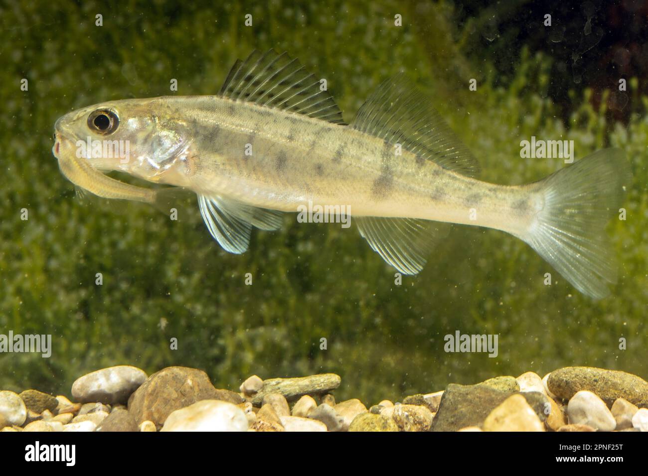 pike-perch, zander (Stizostedion lucioperca, Sander lucioperca ...