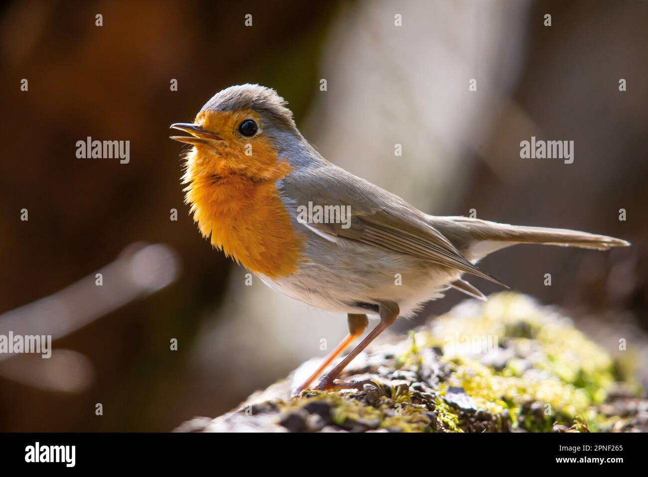 European robin (Erithacus rubecula), singing, side view, Germany, Baden ...