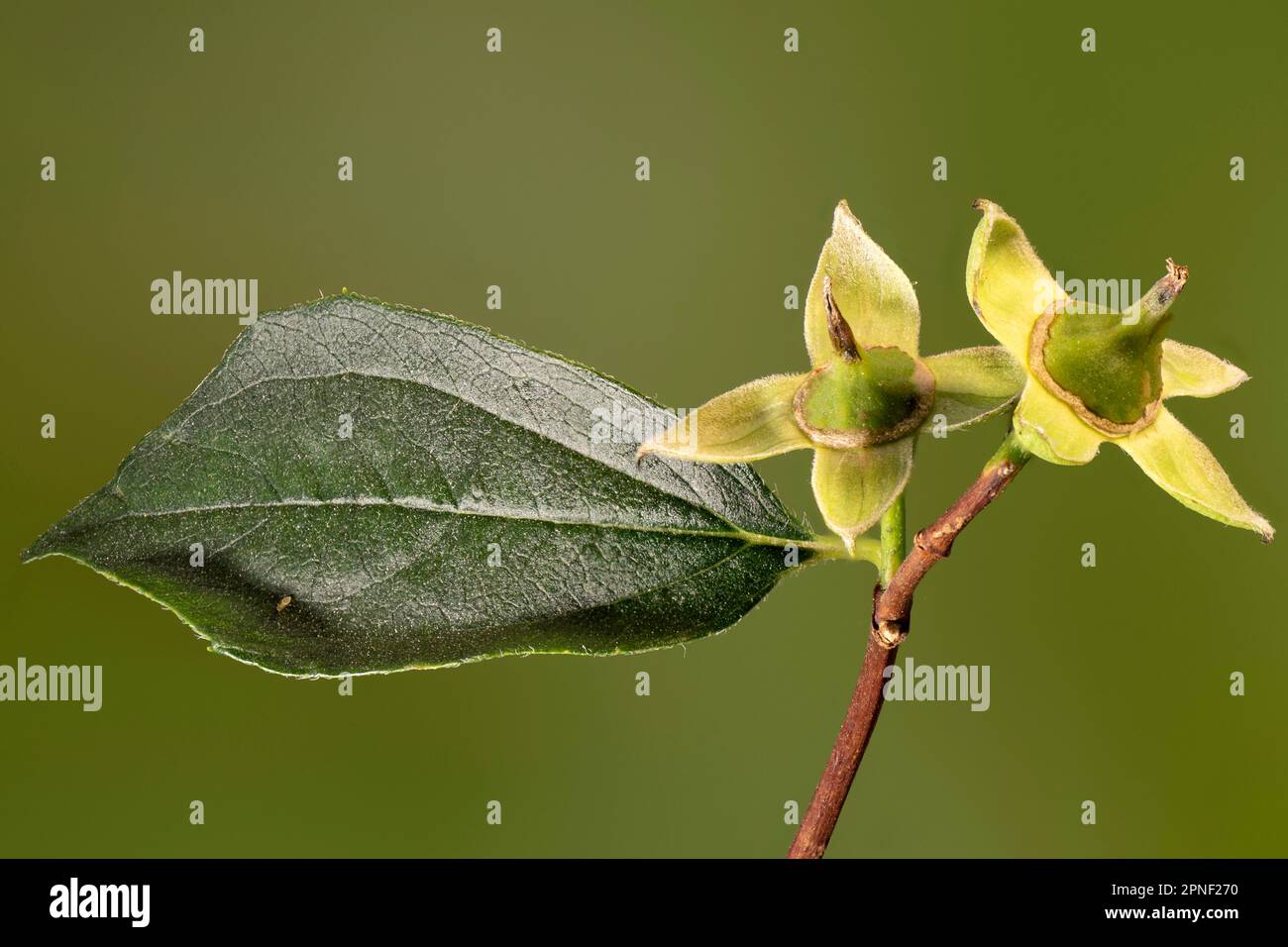 syringa, sweet mock-orange (Philadelphus coronarius), young fruits ...