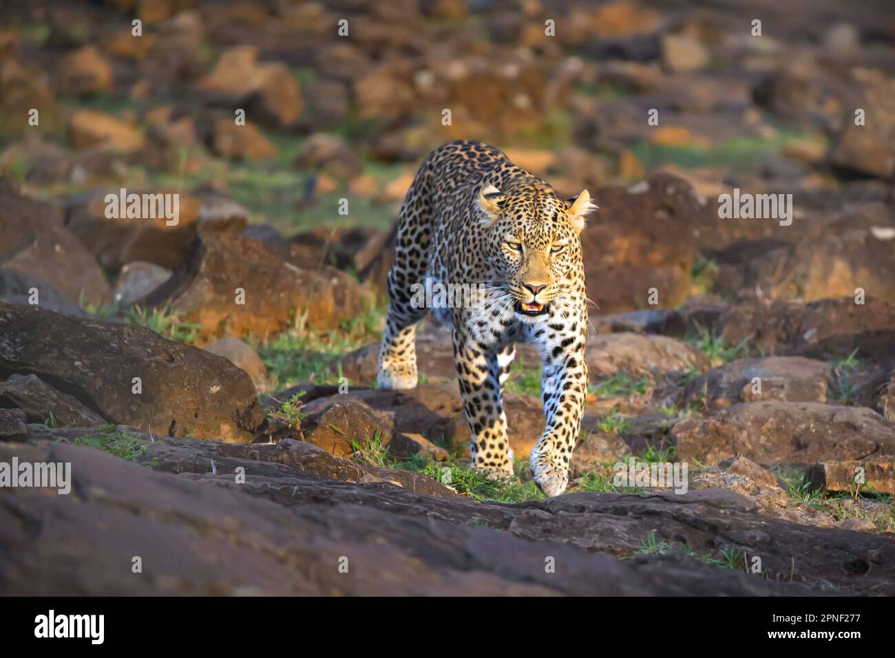 leopard (Panthera pardus), leopardess ranging through her territory ...