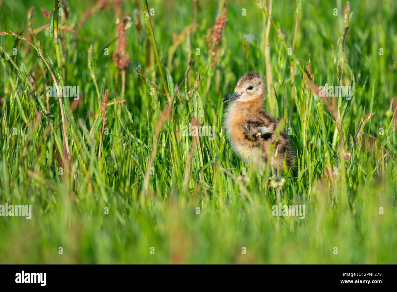 black-tailed godwit (Limosa limosa), fledgling in a wet meadow, side ...