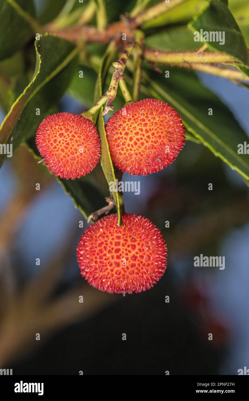 Strawberry tree fruits hi-res stock photography and images - Alamy