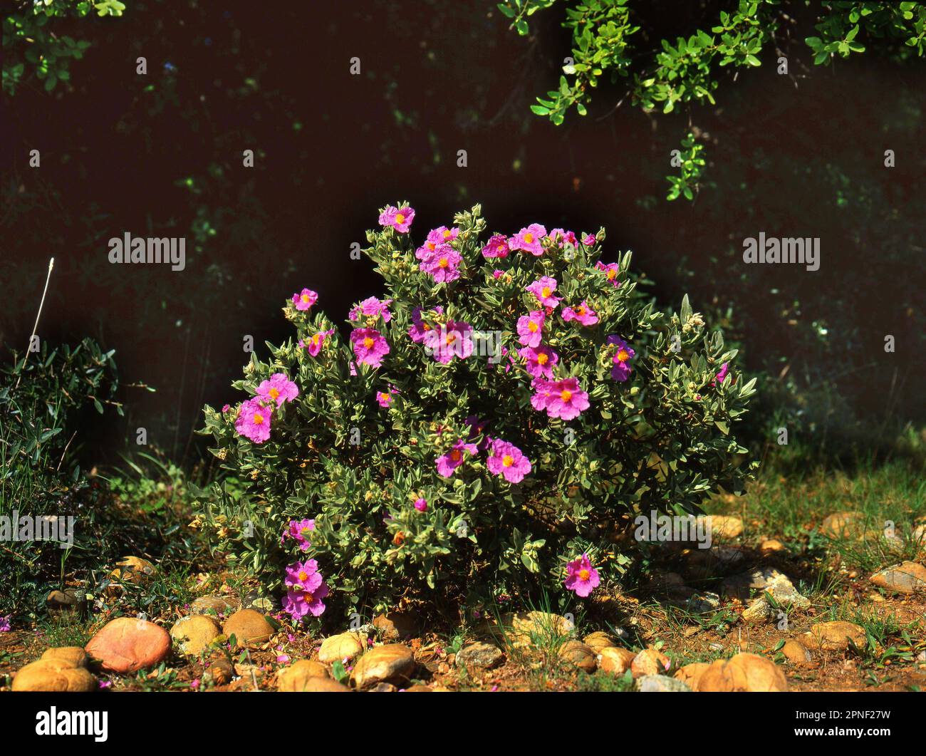 White-leaved Rockrose, Grey-leaved Cistus (Cistus albidus), blooming ...