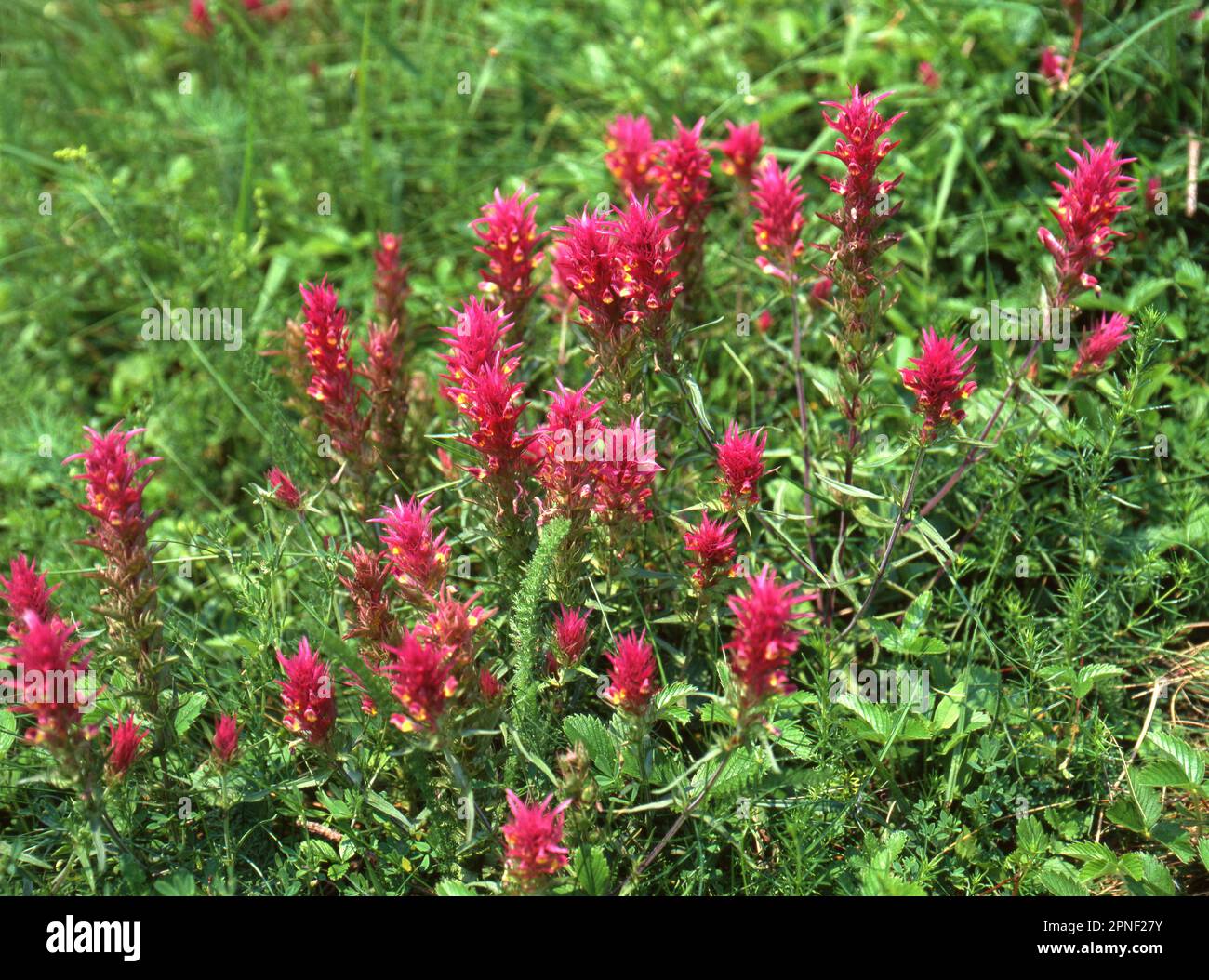 field cow-wheat (Melampyrum arvense), blooming, Germany Stock Photo - Alamy