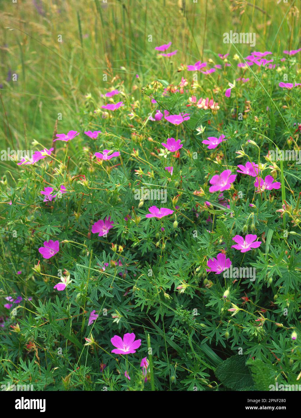 bloody cranesbill, blood-red cranesbill (Geranium sanguineum), blooming ...