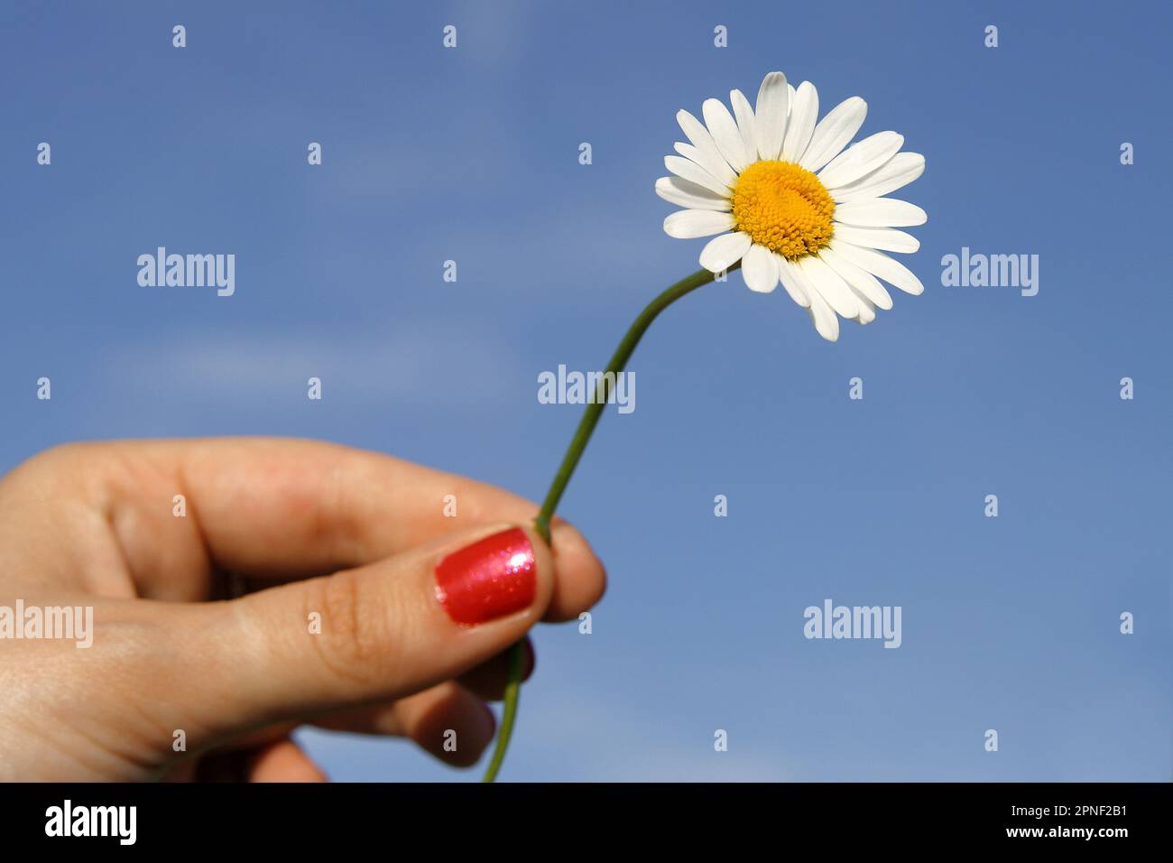oxeye daisy, ox-eye daisy, white-weed, white daisy, dog daisy ...