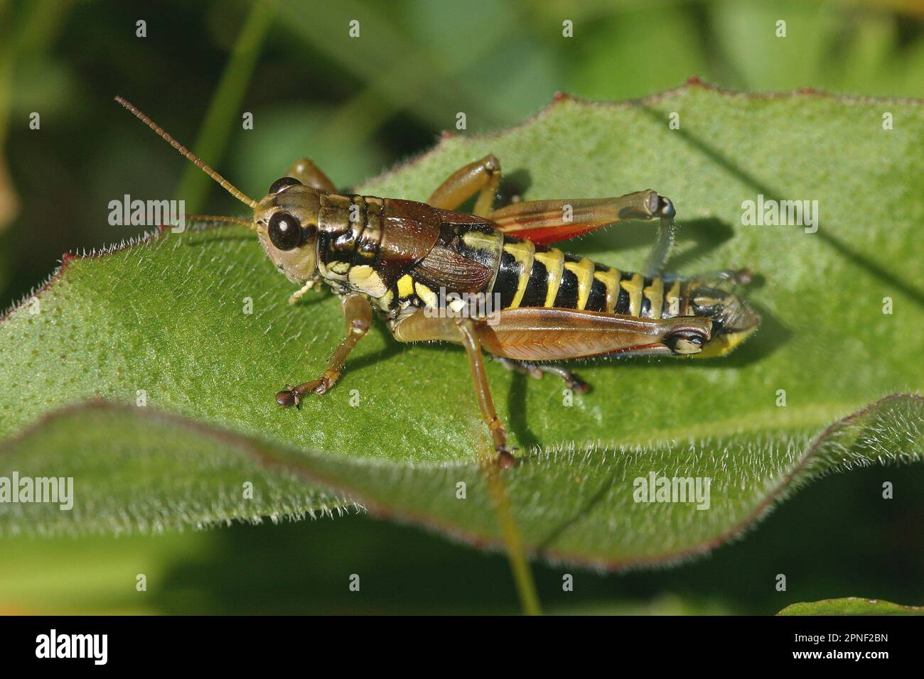 Green Mountain Grasshopper, Alpine mountain locust (Miramella alpina ...