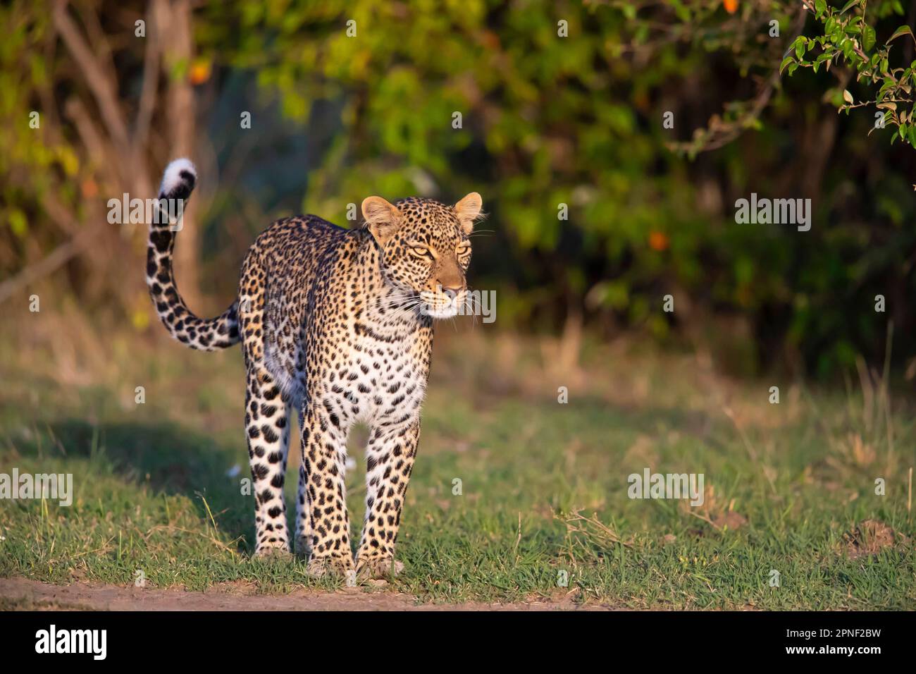 leopard (Panthera pardus), leopardess, front view, Kenya, Masai Mara ...
