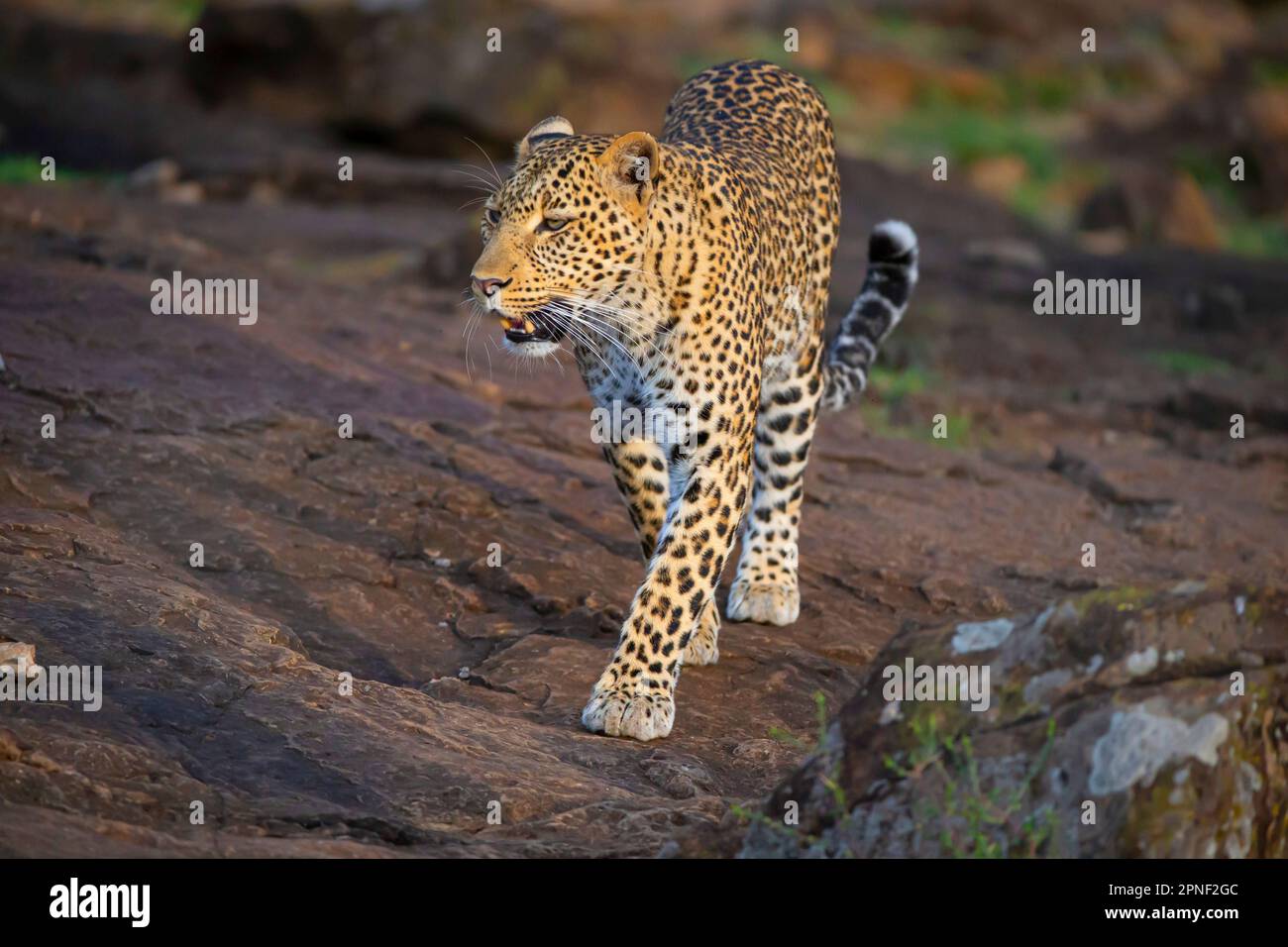 leopard (Panthera pardus), leopardess ranging through her territory, front view, Kenya, Masai ...