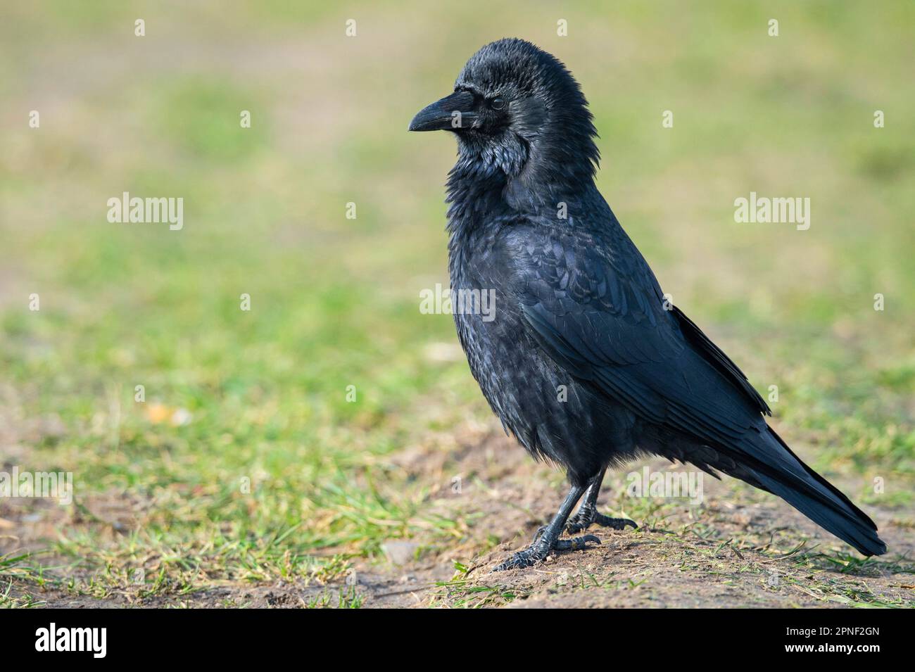 Carrion crow (Corvus corone, Corvus corone corone), perching in a ...