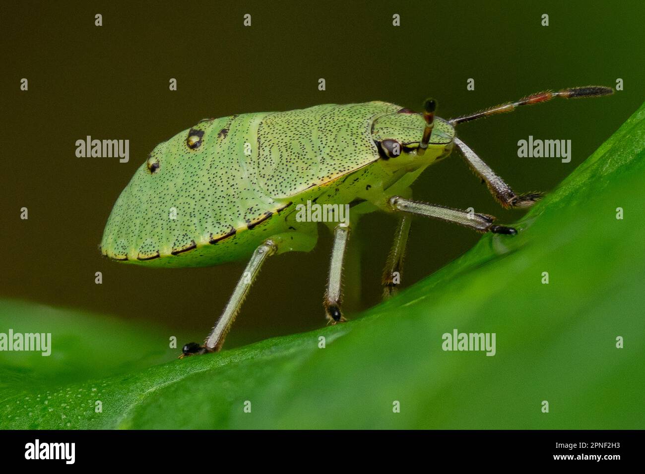Green shield bug, Common green shield bug (Palomena prasina), on a leaf ...