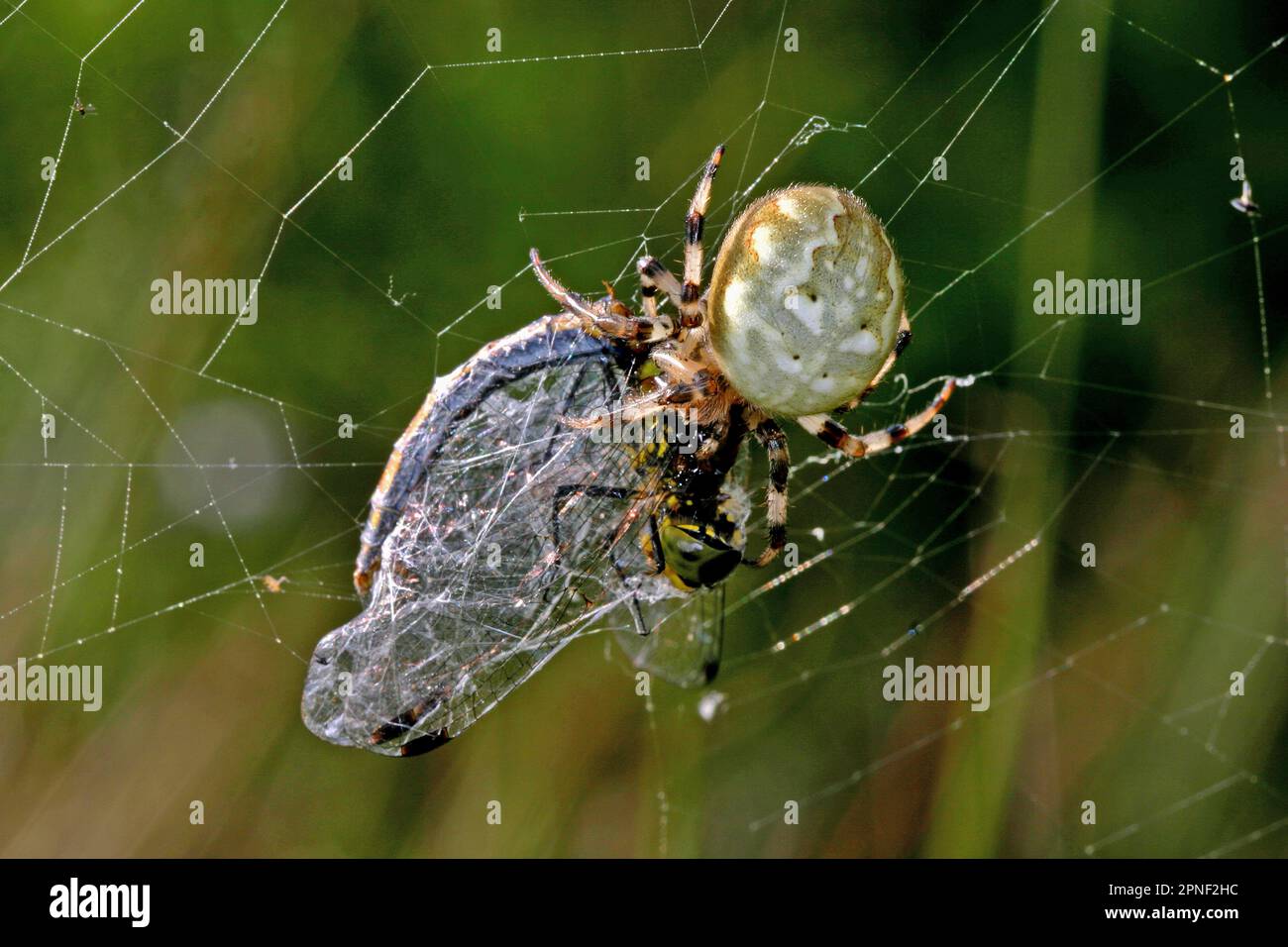 fourspotted orbweaver (Araneus quadratus), female with prey in the ...