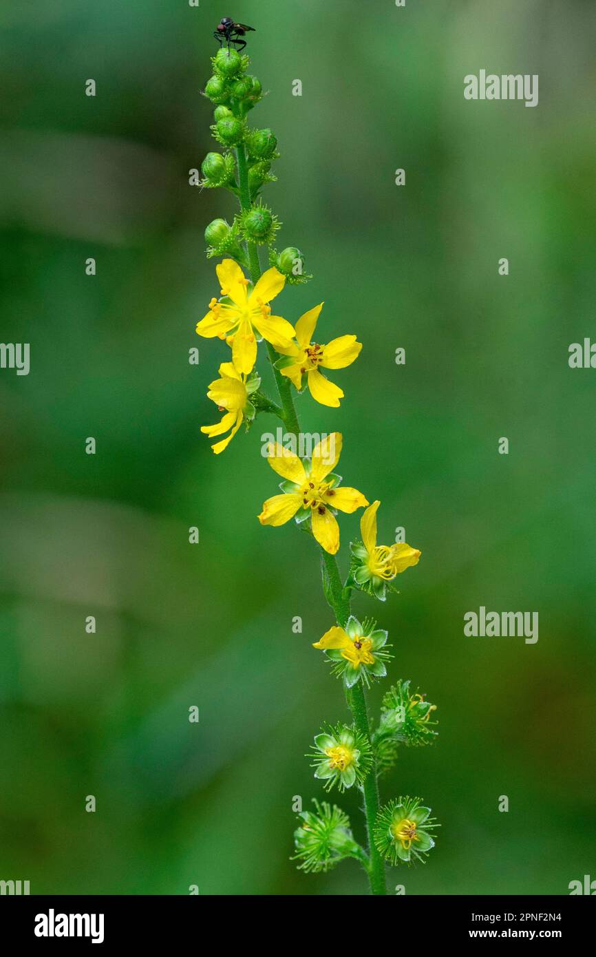 common agrimony, European groovebur (Agrimonia eupatoria ...