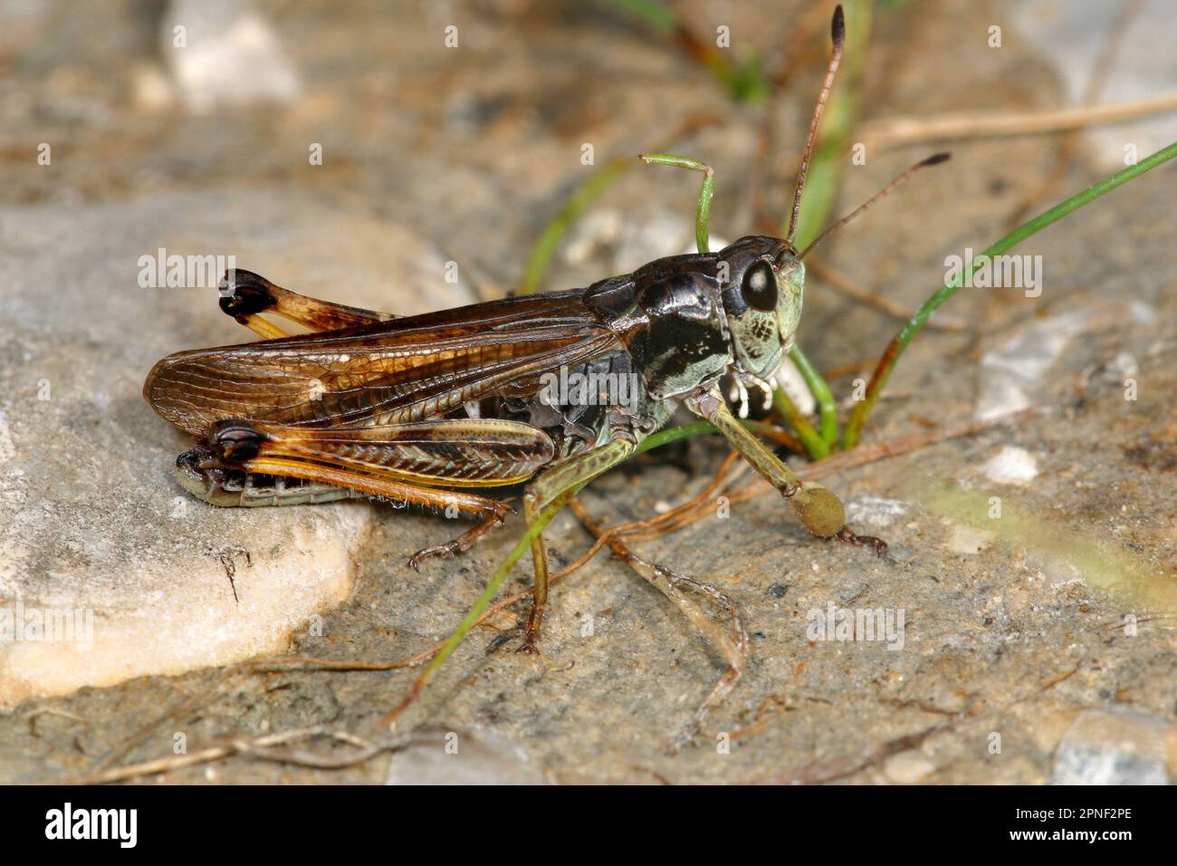 club-legged grasshopper, Siberian grasshopper (Gomphocerus sibiricus ...