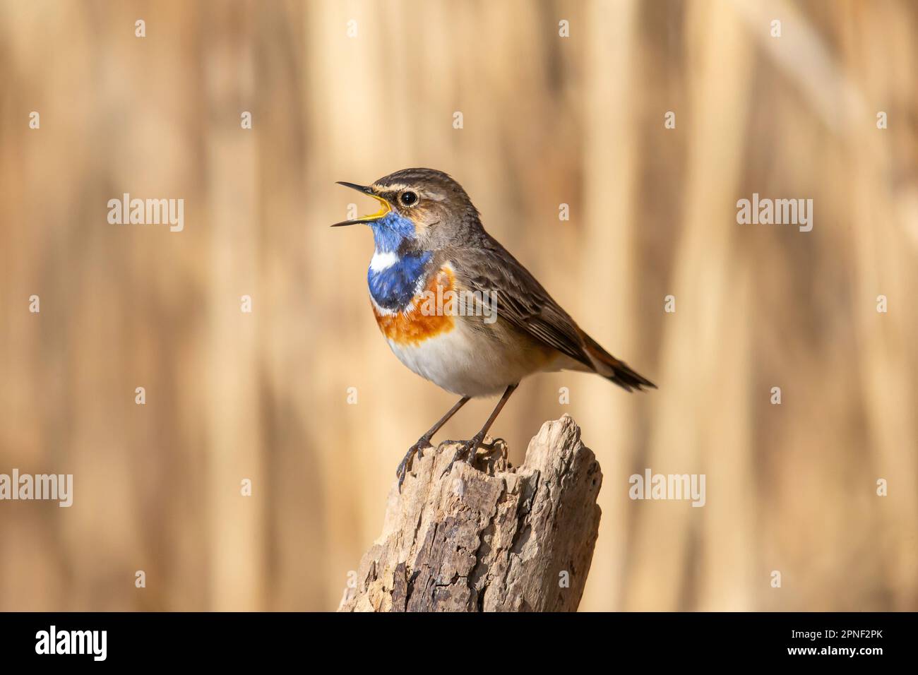 White-spotted Bluethroat (Luscinia svecica cyanecula), perches on ...