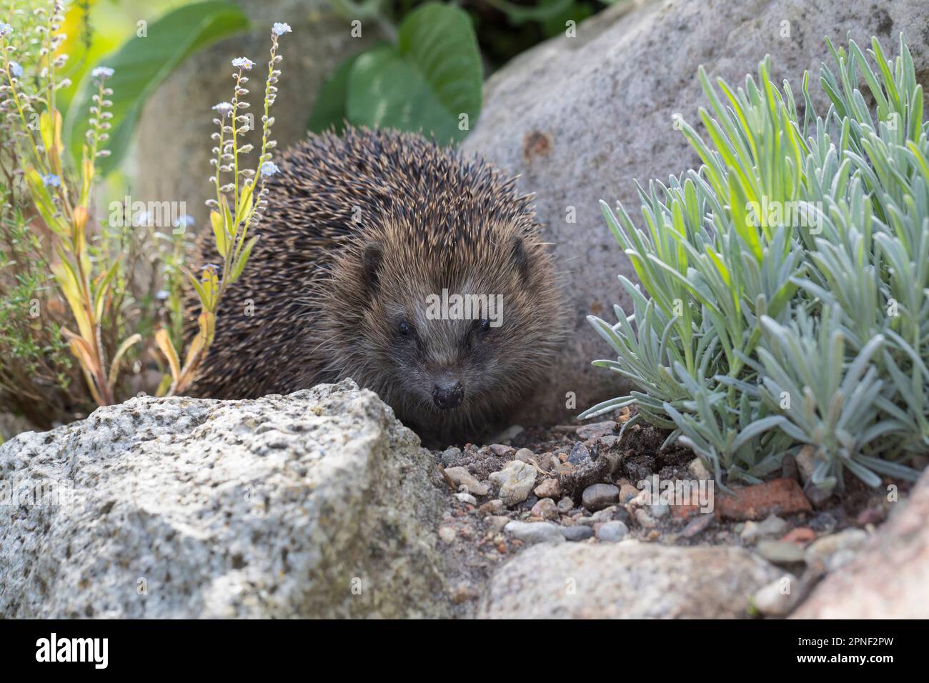 Western hedgehog, European hedgehog (Erinaceus europaeus), in a garden ...