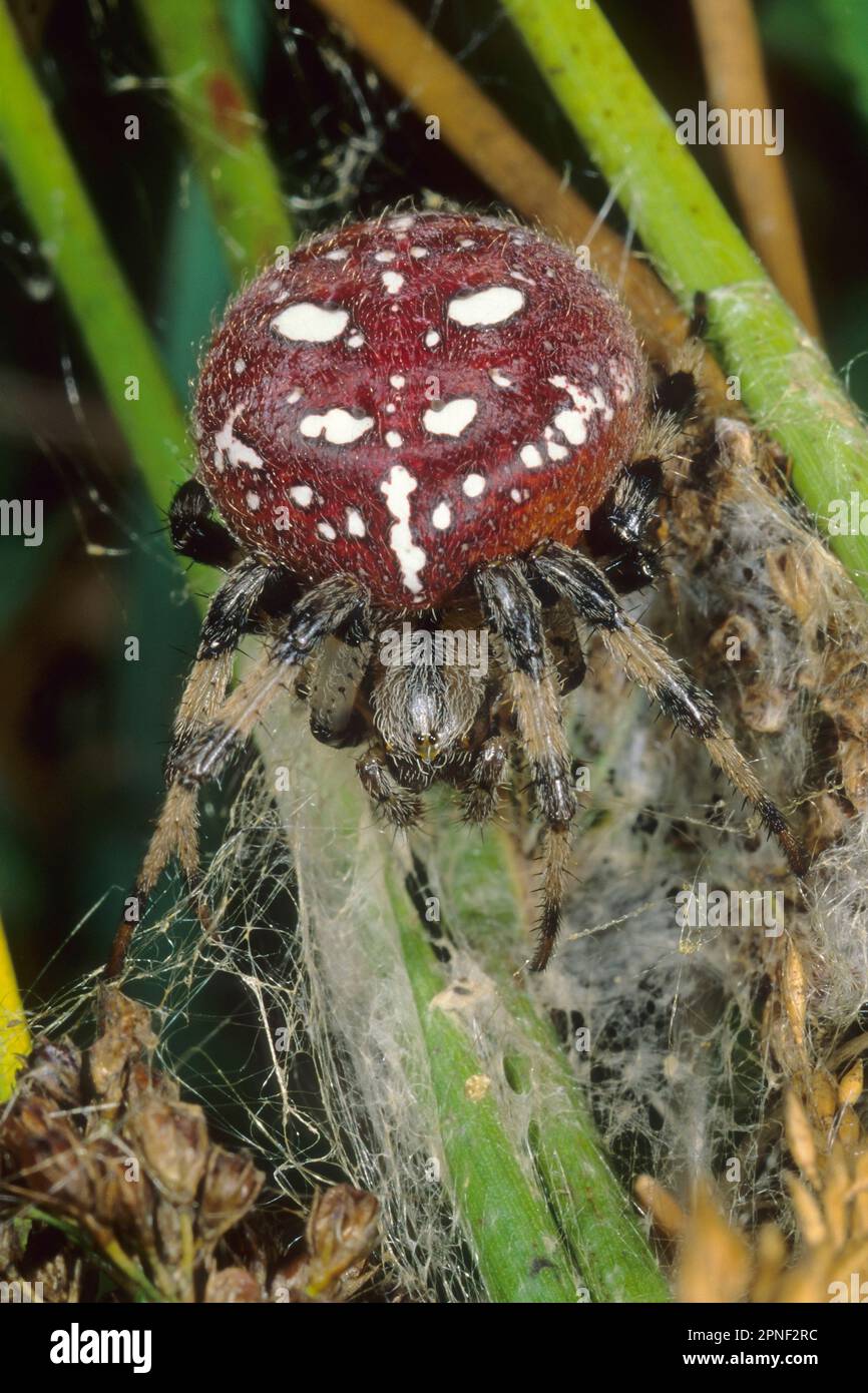 fourspotted orbweaver (Araneus quadratus), female, front view, Germany ...