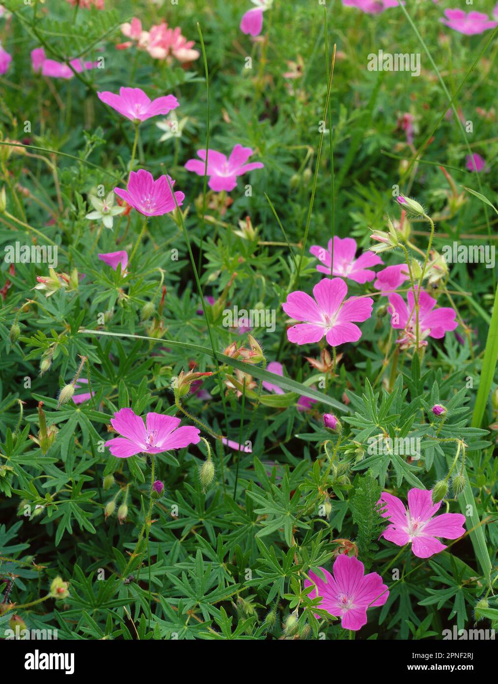 bloody cranesbill, blood-red cranesbill (Geranium sanguineum), blooming ...